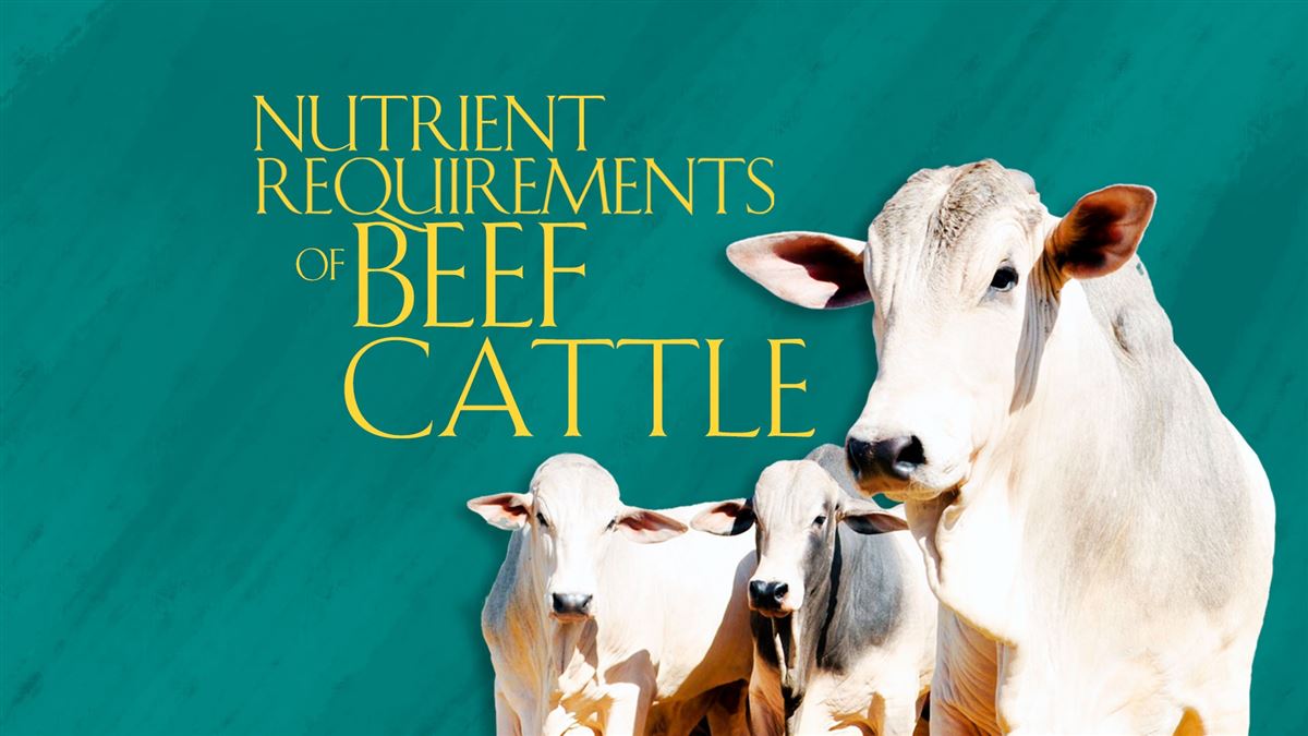 O novo NRC: como formular dietas com o Beef Cattle Nutrient Requirement ...