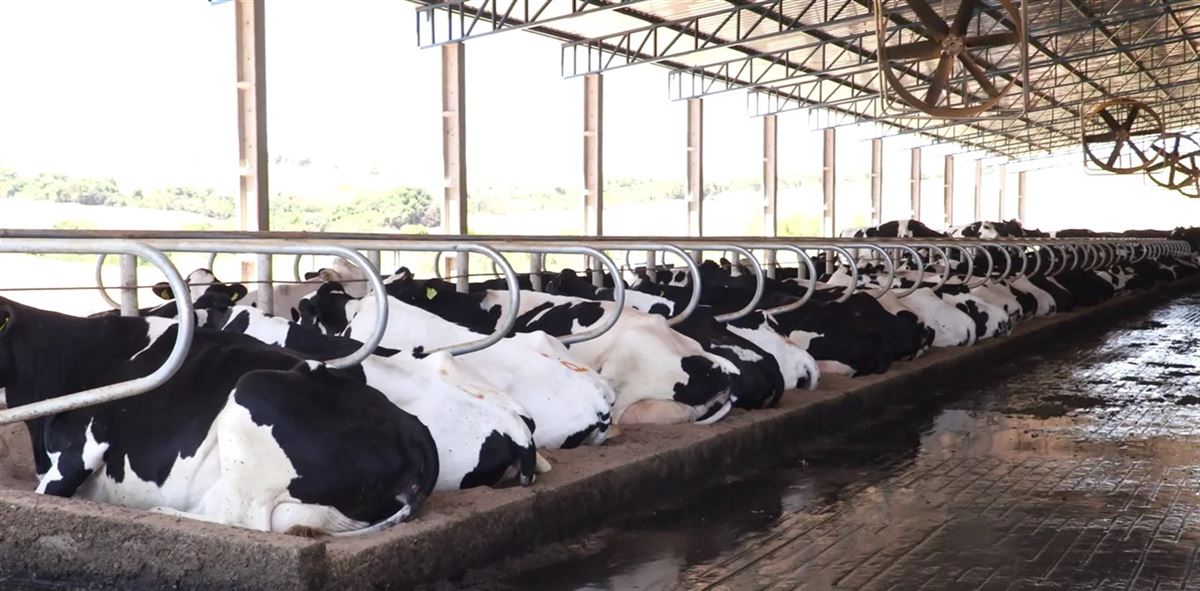 [Vídeo] Free Stall: como projetar e executar um sistema adequado? | Blog