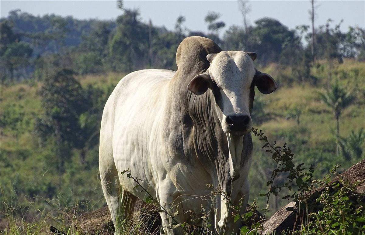 4 motivos para dar muita atenção à compra de um touro