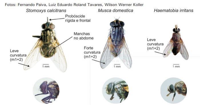 Mosca dos estábulos: como evitar surtos nas propriedades? | Blog