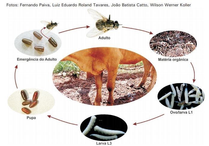 Mosca dos estábulos: como evitar surtos nas propriedades? | Blog